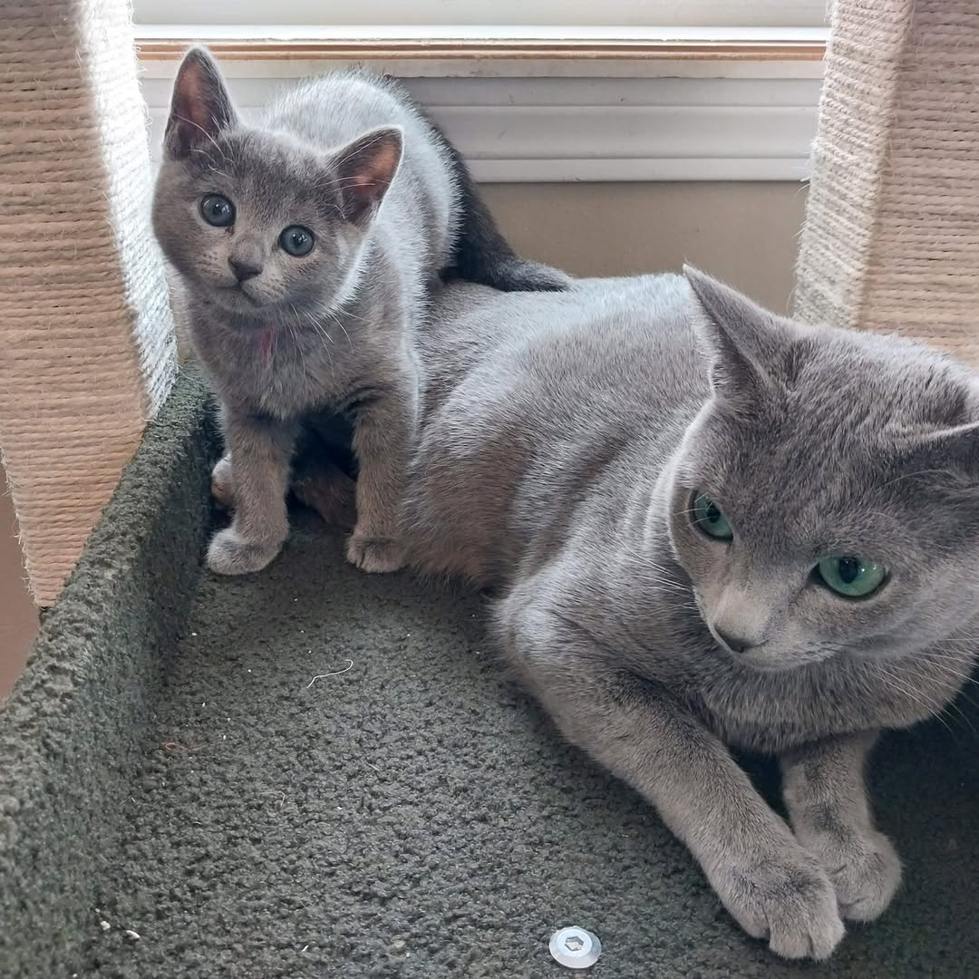 Ragdoll Kitten Shipping | Safe Nationwide Delivery